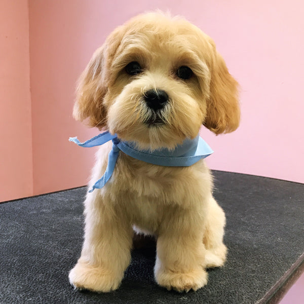 Pet Supplies, Grooming & Pet Food Delivery in Toronto