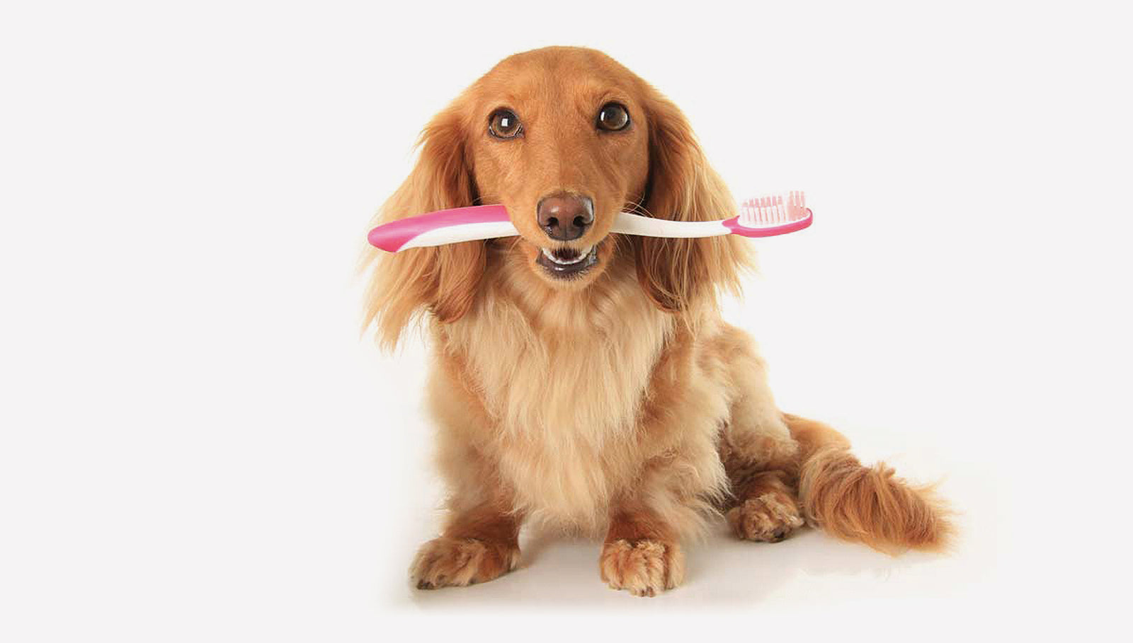 Pet Supplies, Grooming & Pet Food Delivery in Toronto